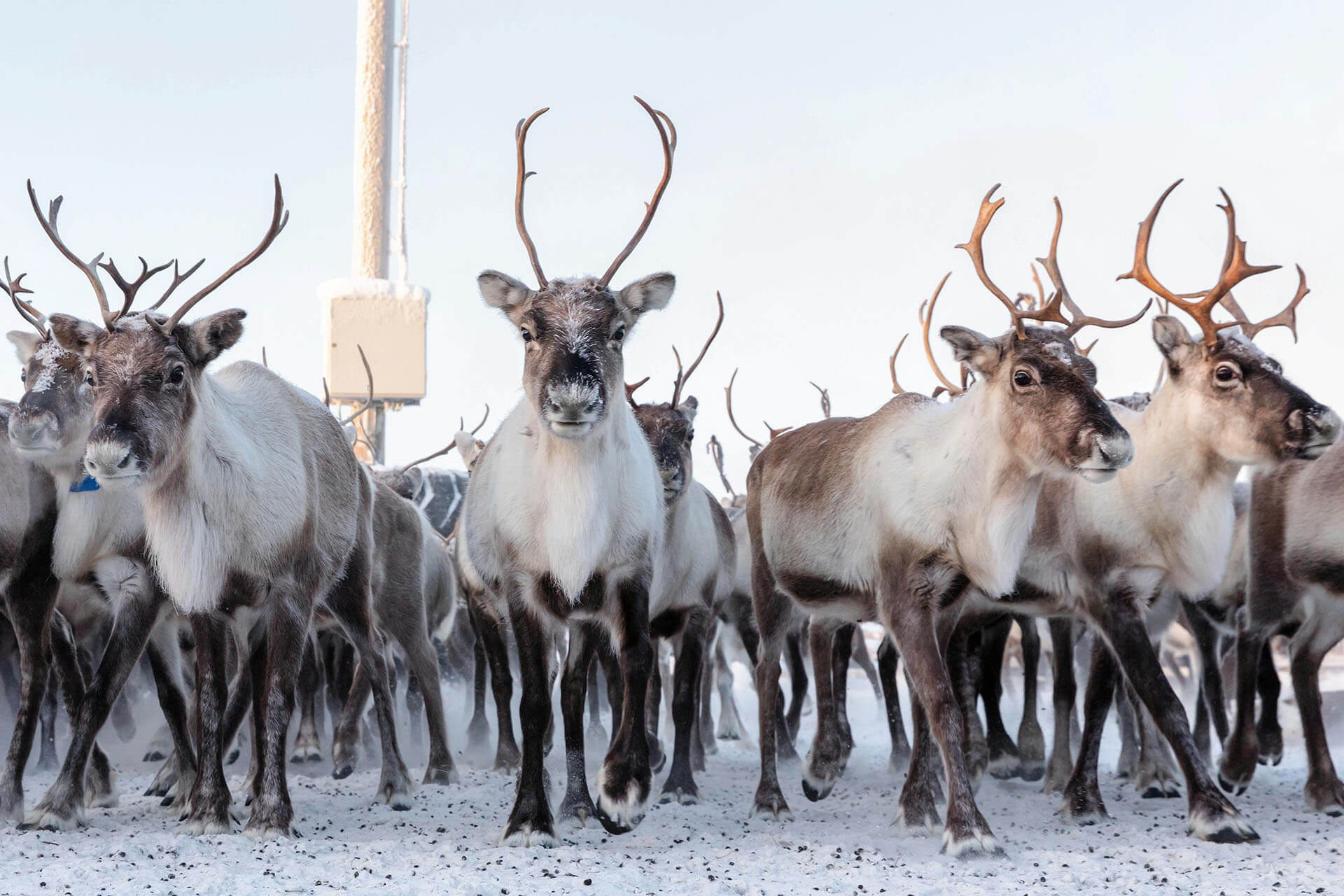 Visit the Sami & Reindeer in Jukkasjärvi - Lights over Lapland AB