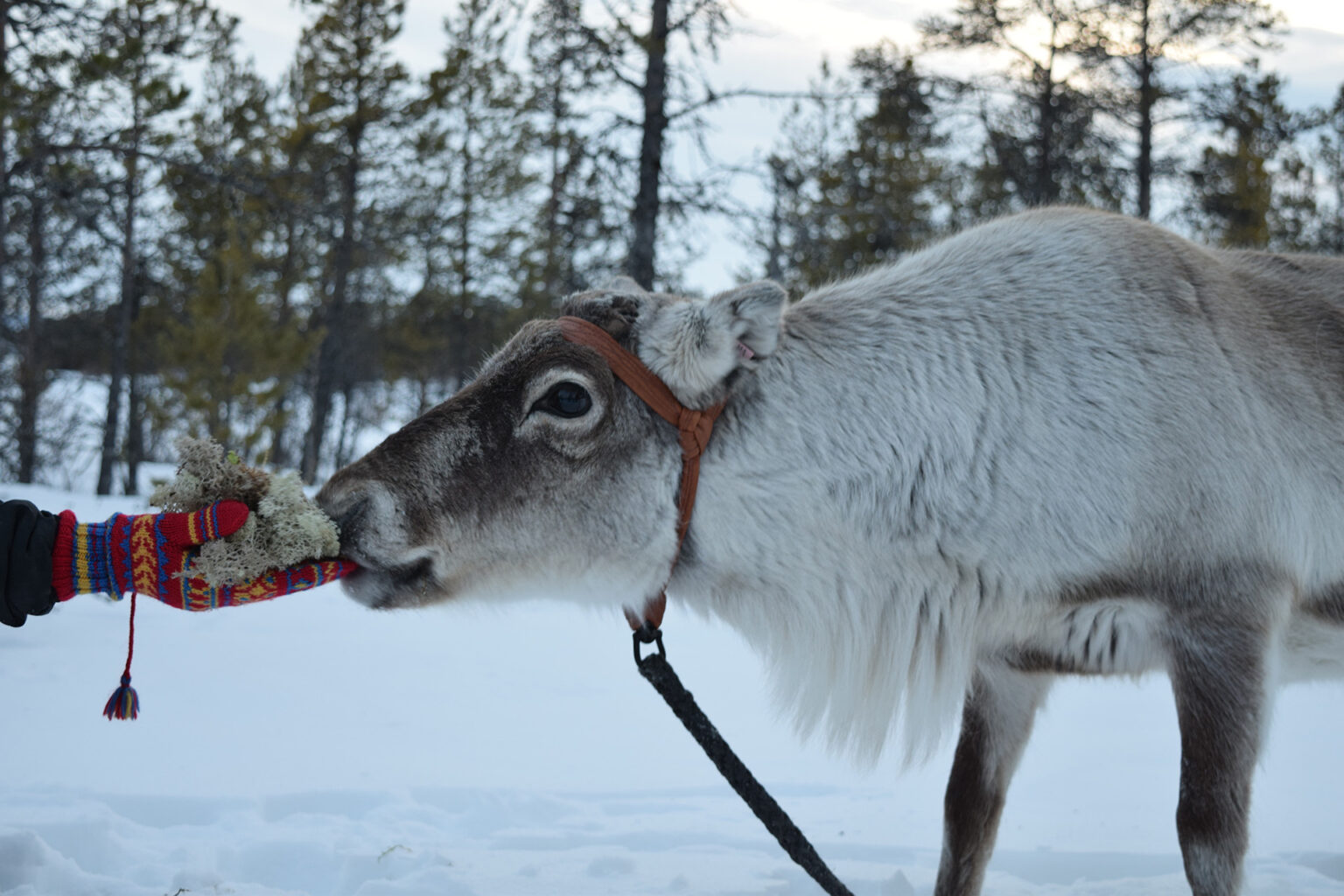 Visit the Sami & Reindeer in Jukkasjärvi - Lights over Lapland AB